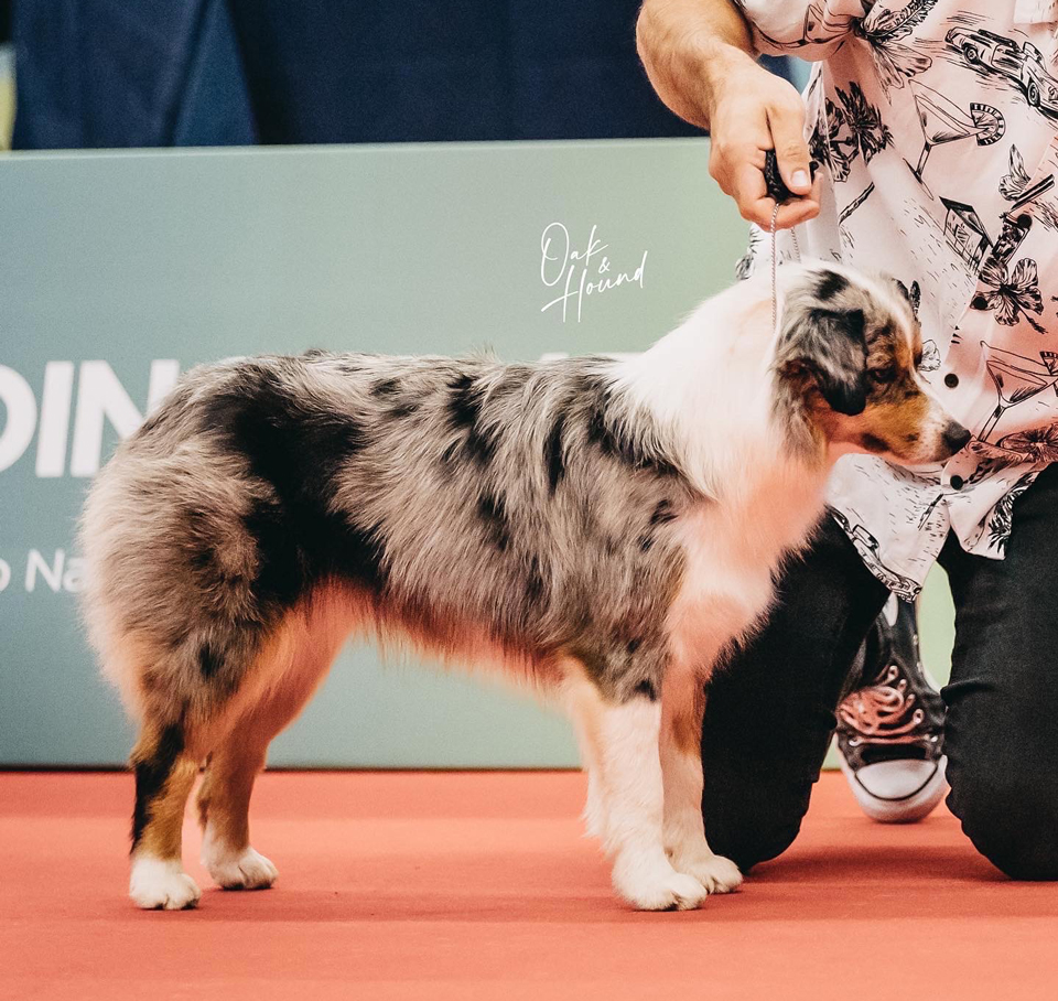 Pastor Americano - American Hills Kennel